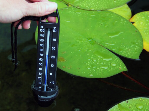 Learn how Pond Thermometers play an Important Role in the Health of ...